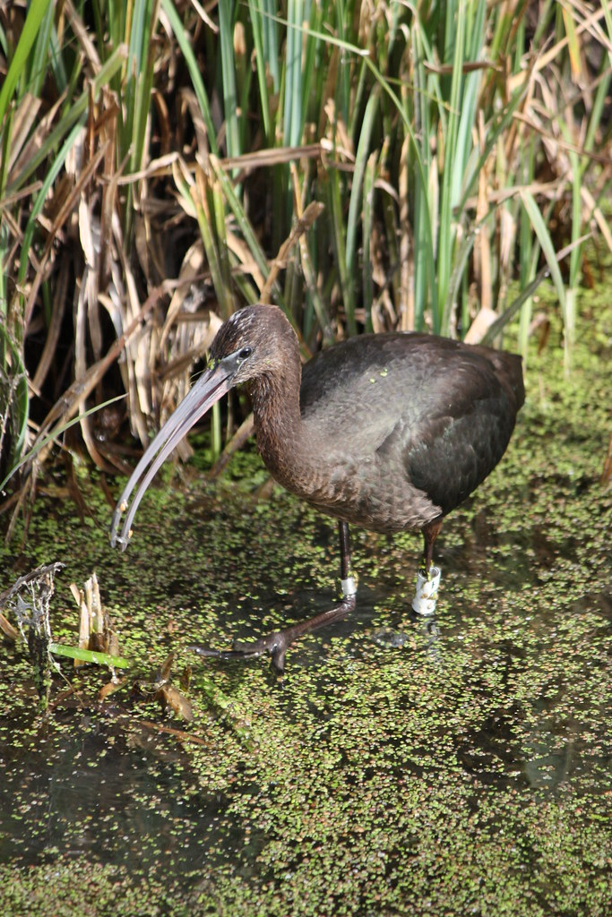 stuffage 026 | Young spanish glossy ibis R9T | howdy dudey | Flickr