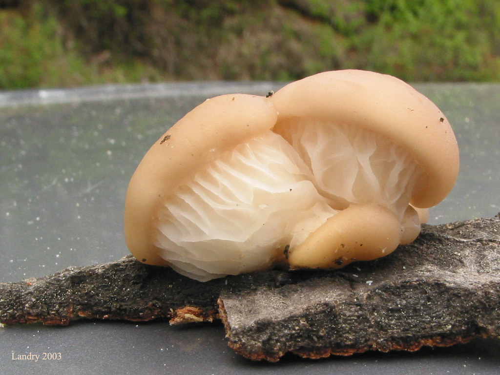 Pleurotus ostreatus/ Pleurote en huître | pleu-2003-gr.jpg | Jacques ...