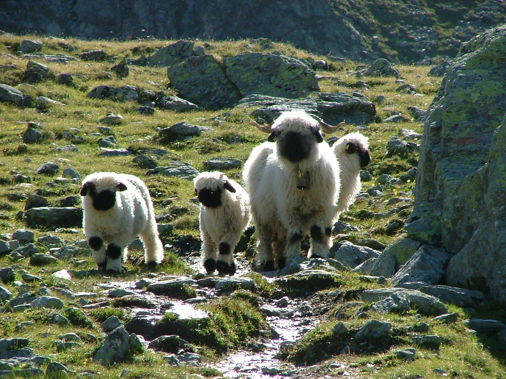 Swiss Sheep - a photo on Flickriver