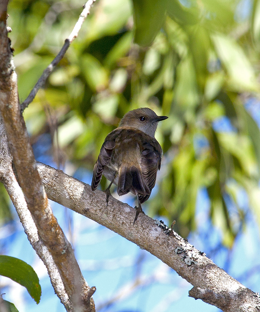 Oma'o or Hawaiian Thrush (Myadestes obscurus) - a photo on Flickriver