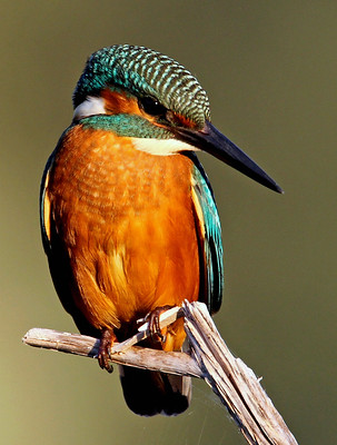 Guarda-rios (Alcedo atthis) | Barco, Covilhã, Portugal | Flickr