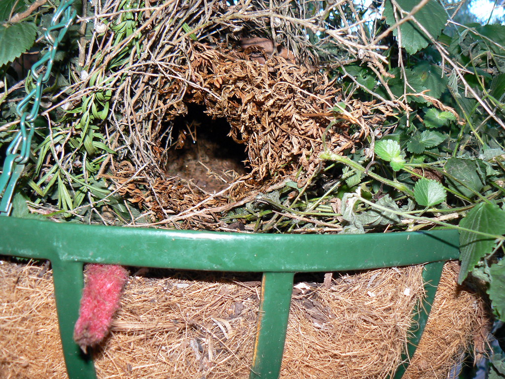 possum_nest | Margaret Morgan | Flickr
