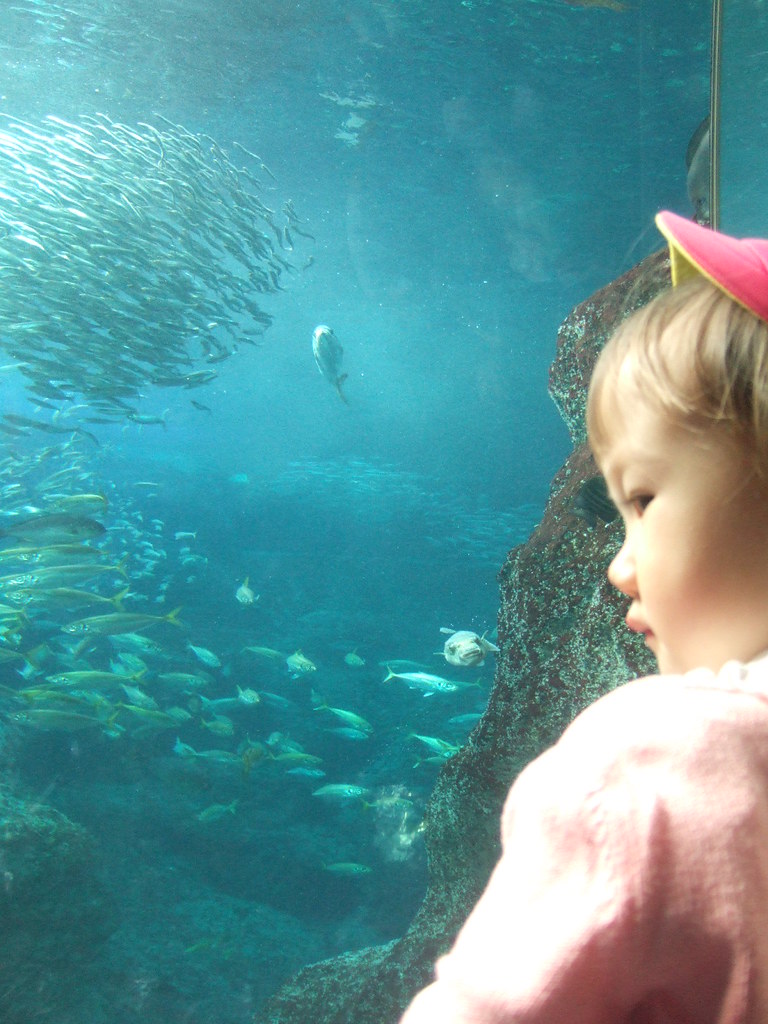 Aquarium | Flickr