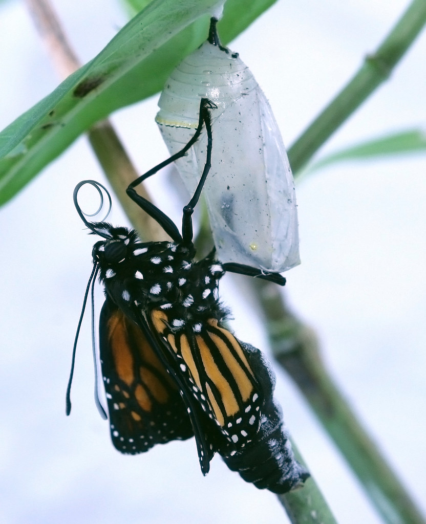 Monarch Butterfly - proboscis is in pieces and needs to be… | Flickr