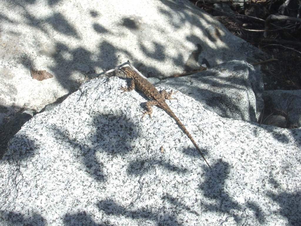 Lizard | Used to catch lizard tails as a kid in France | wetwebwork ...