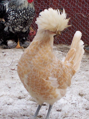 CHICKEN, BUFF LACED POLISH HEN. www.TheBigWRanch.com | Flickr