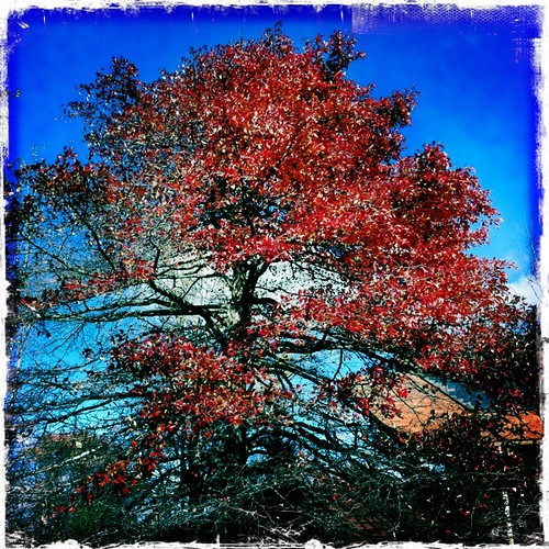 Tupelo Tree | They were talking on the radio about the Tupel… | Flickr