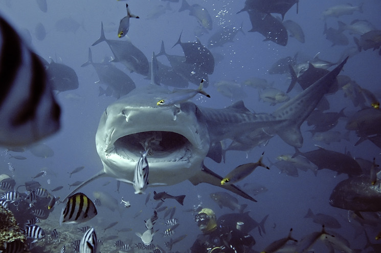 Shark Diver Magazine #17 | Flickr