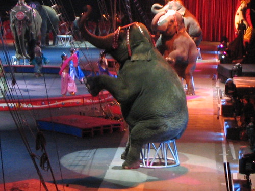Ringling Bros 022 Janetluong28 Flickr