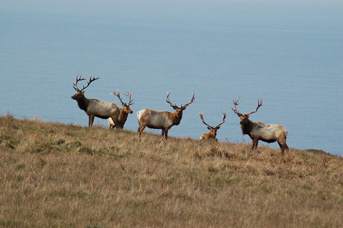 Majestic Tule Elk Iii Tomales Point Tule Elk Reserve Flickr