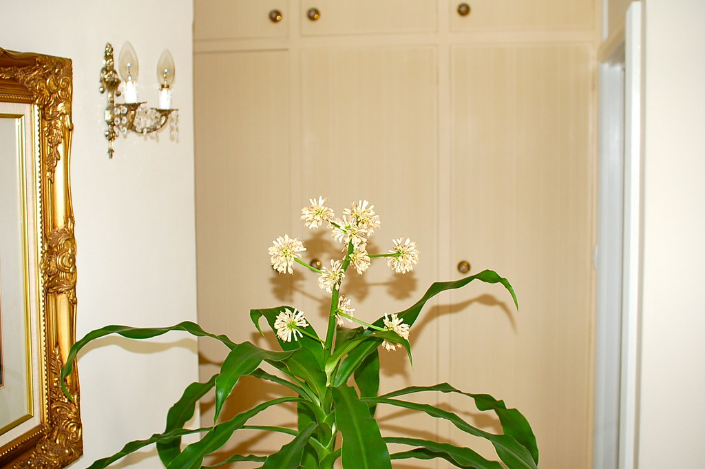 Fortune Plant | My indoor fortune plant is blooming! | Momalita Ivic ...