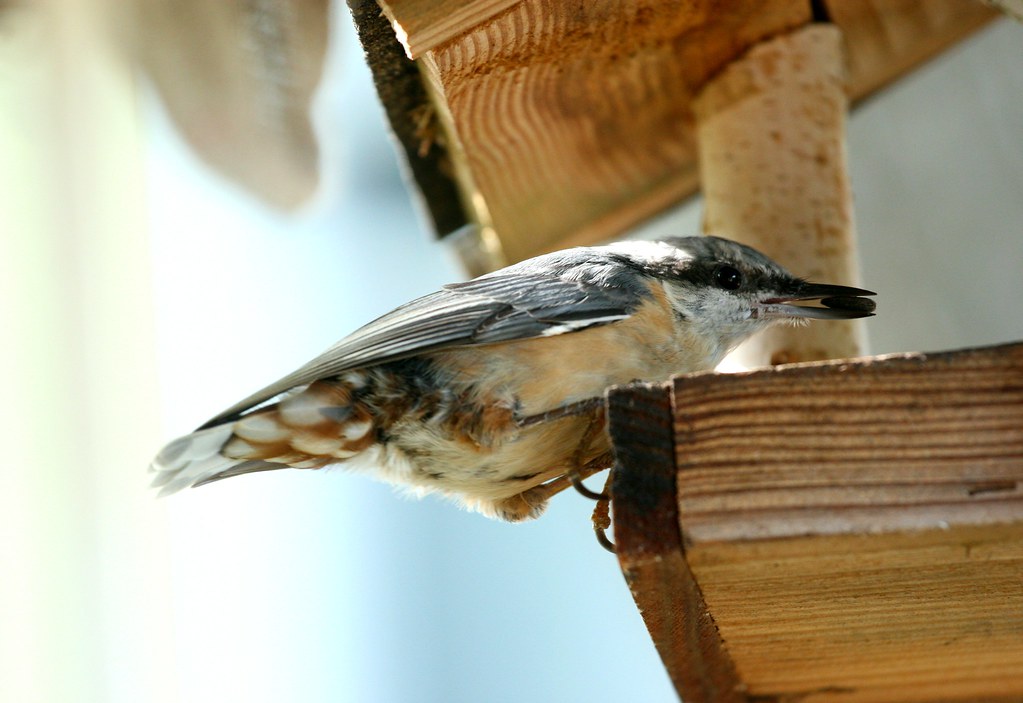 Birdwatching | Flickr