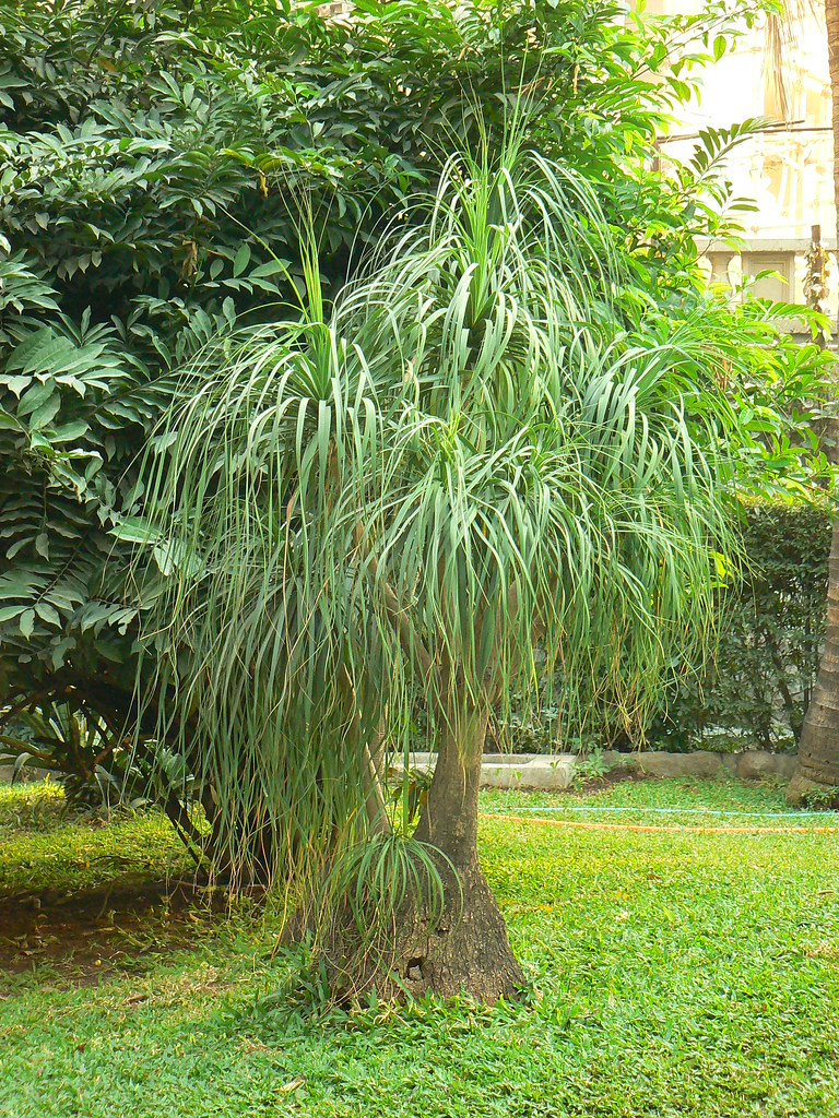 Beaucarnea recurvata - a photo on Flickriver