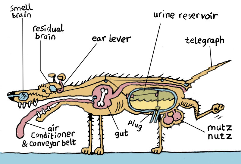 Anatomy Of Dog Brain Dog Anatomy From Memory | For The "From Memory"