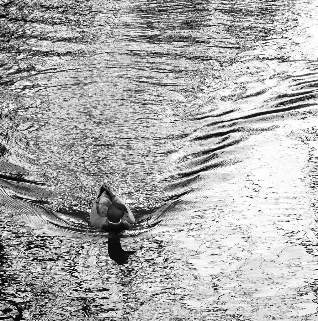 Monochrome Reflections: A solitary swimmer traces a wake across rippled water