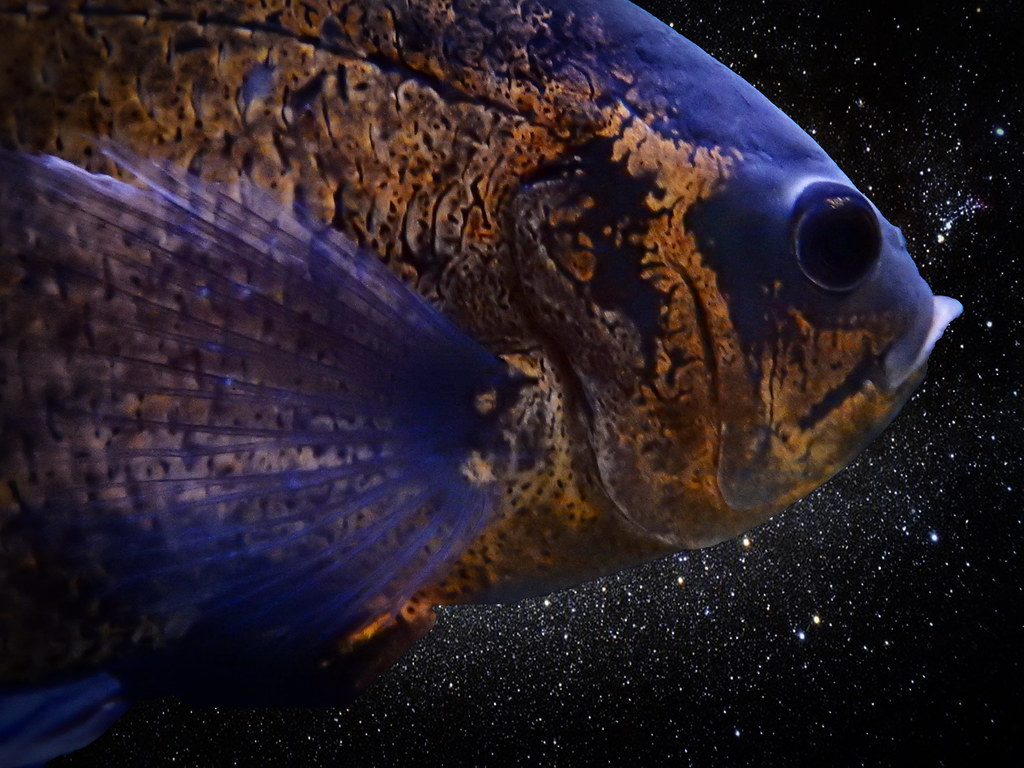 The Planet Fish | I spotted this fish in an aquarium. I know… | Flickr