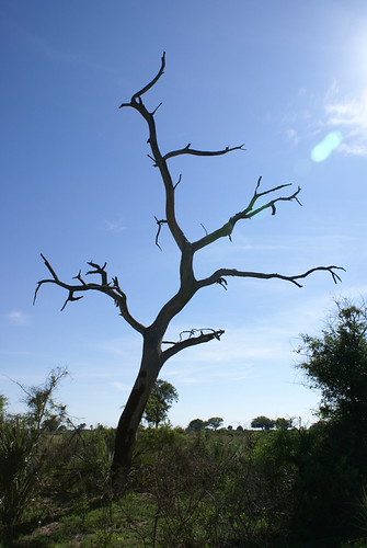 Dead Tree Outline | Justin Hall | Flickr