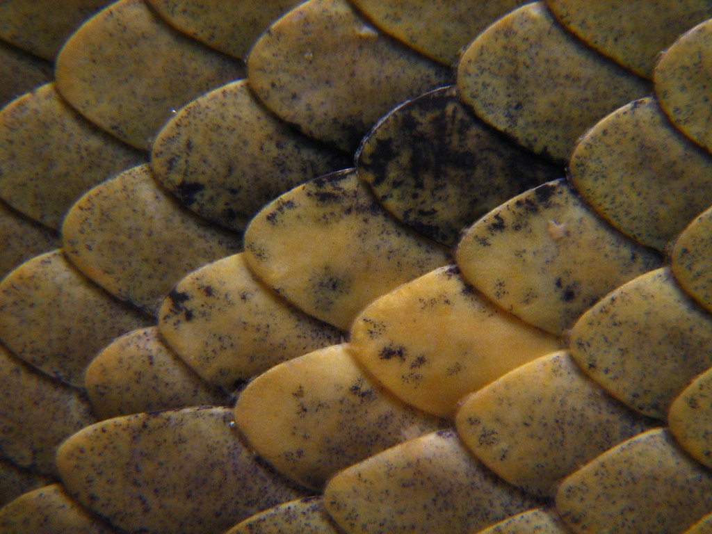 Snake...Scales? | Reptile Zoo in Monroe, WA Home of the Rept ...