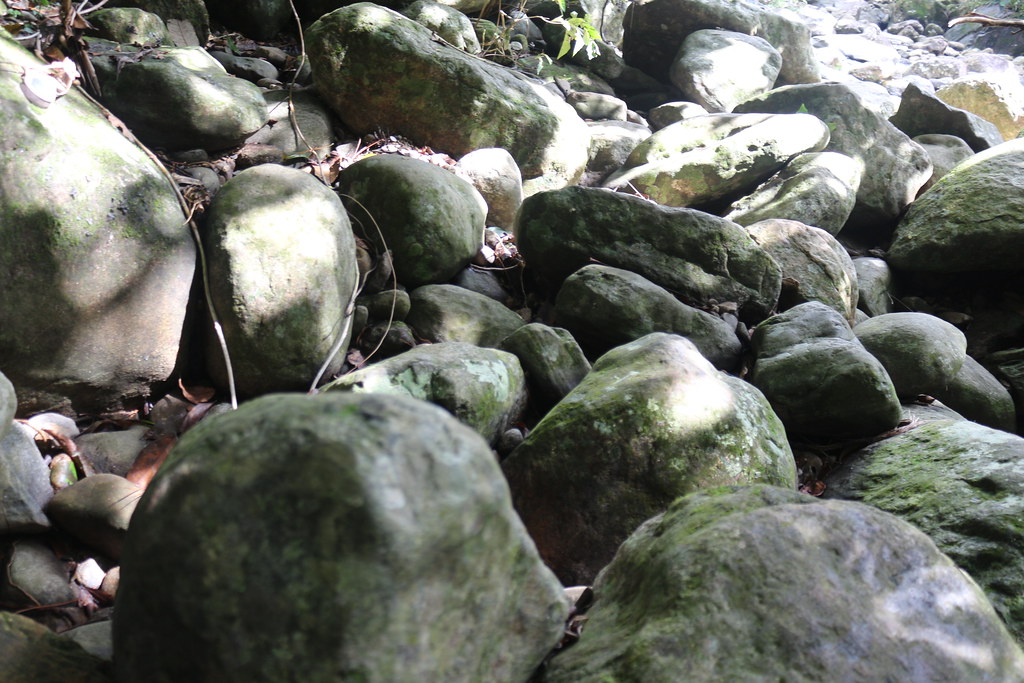 Rochas musgosas no leito rochoso da Reserva Ecológica Juréia-Itatins, Peruíbe