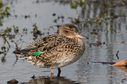 Female teal | Many female ducks appear drab at first glance,… | Flickr