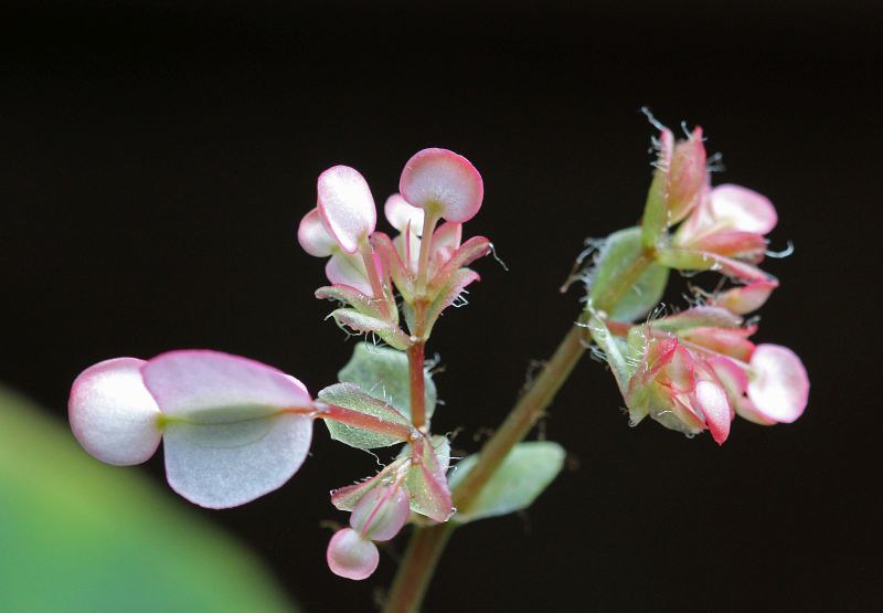 Macro close-up: delicate pink begonia blossoms with winged petals on a heritage plant