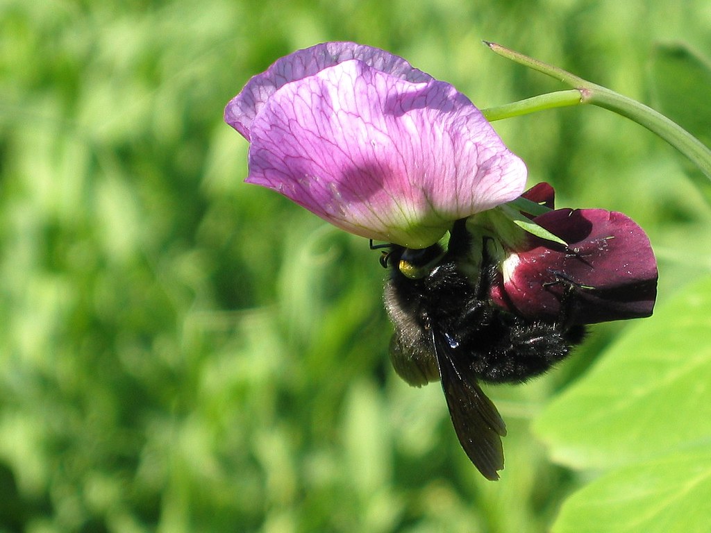Is spring here yet? | Violet Carpenter Bee (Xylocopa violace… | Flickr