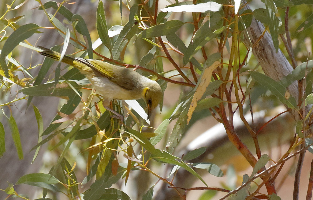 Grey-fronted Honeyeater_15-11-17_Ptilotula plumula | Flickr