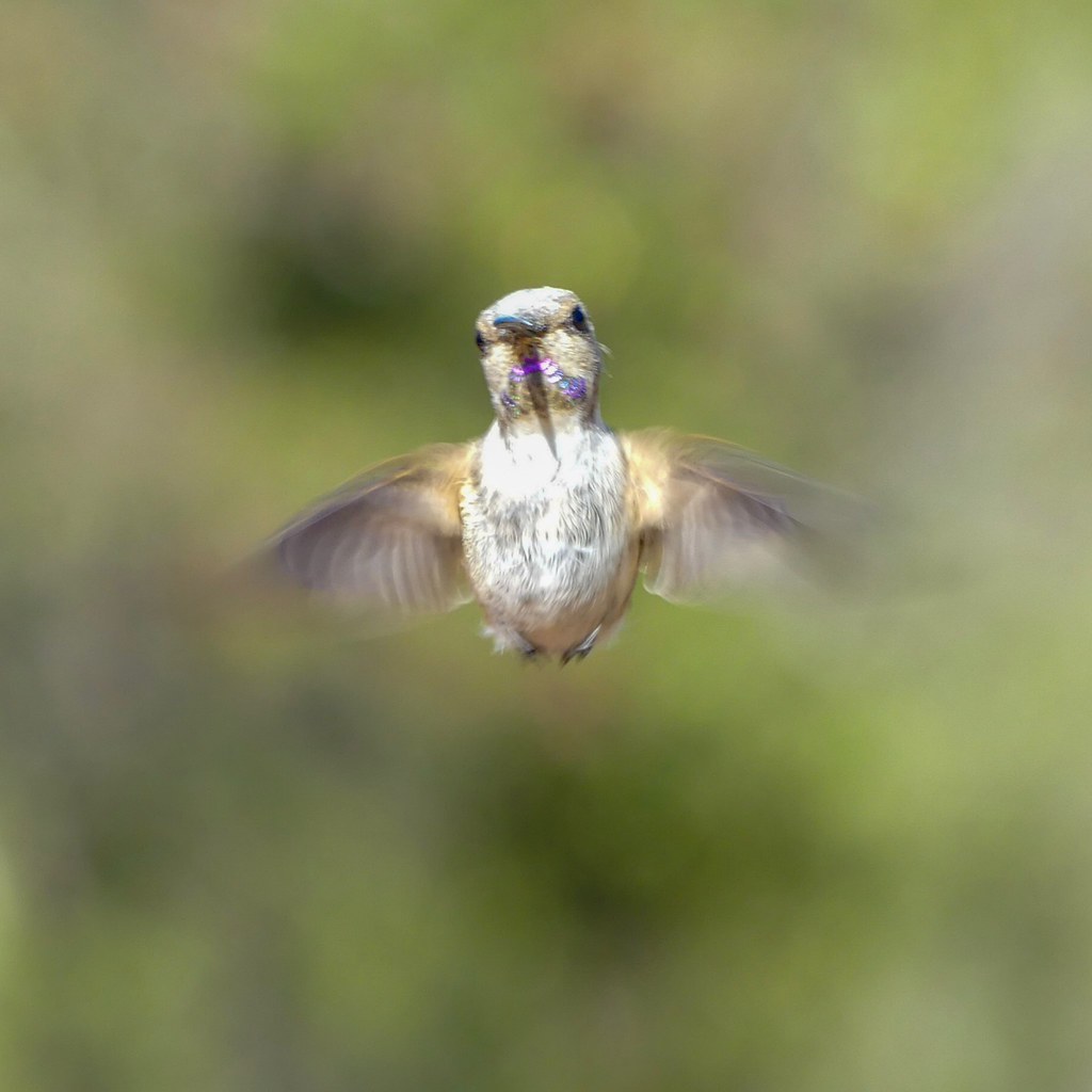 Zoom Zooms - Costa’s Hummingbird - June 2nd in Ramona, CA.… | Flickr