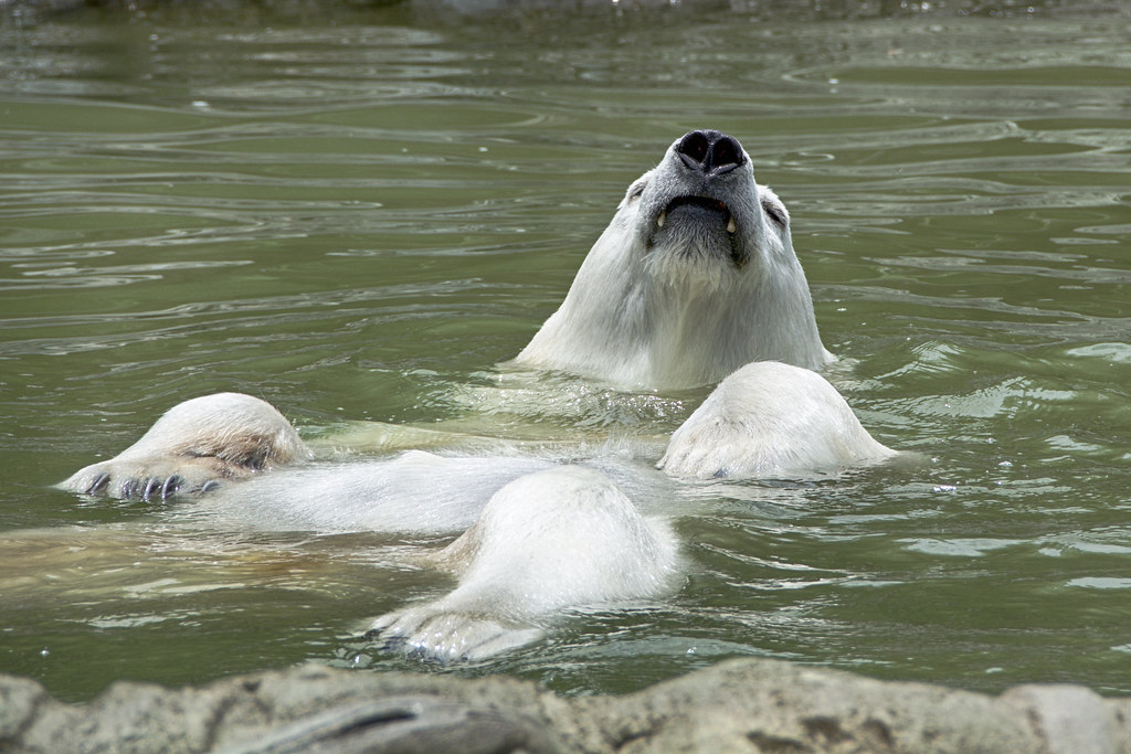 Calm river moment: polar bear with head raised above the water