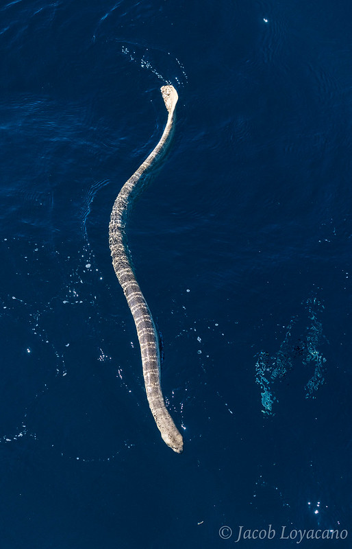 Stokes Sea Snake Size