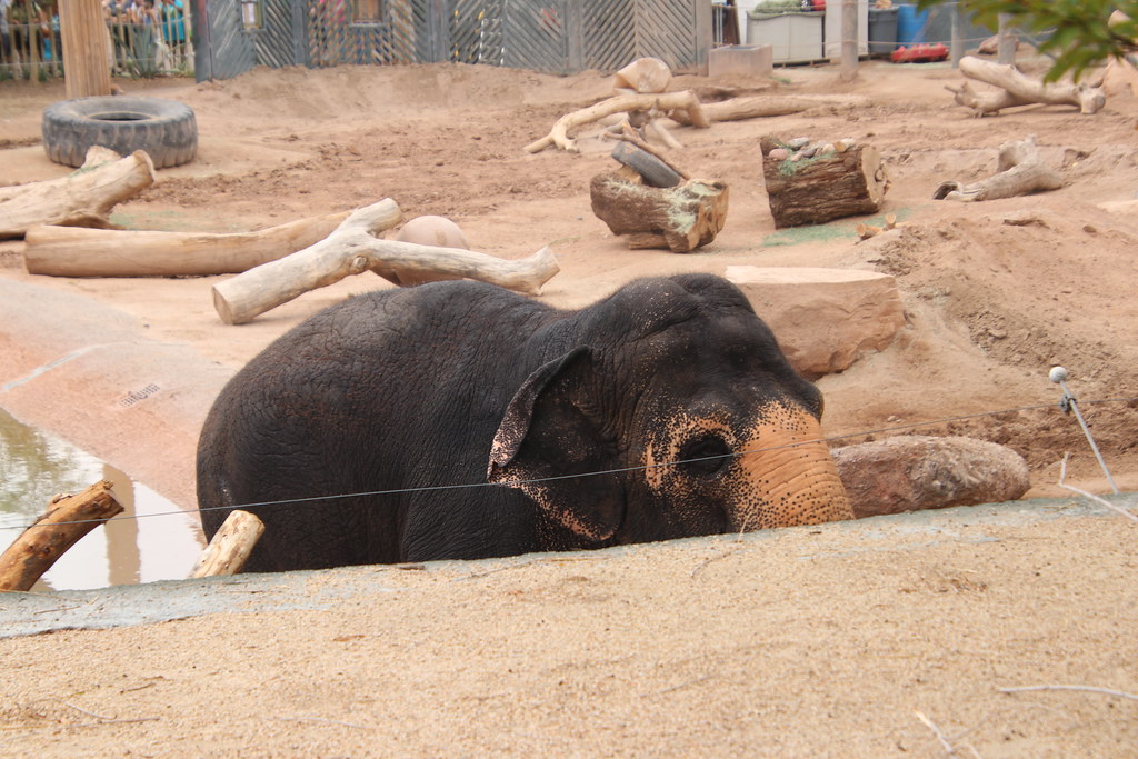 Reba the Asian Elephant in the Winter in July Shower at Phoenix Zoo, Phoenix, AZ – July 14, 2018