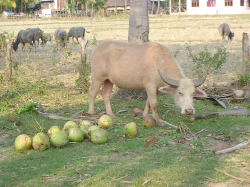 Cow and coconuts | rheanna2 | Flickr