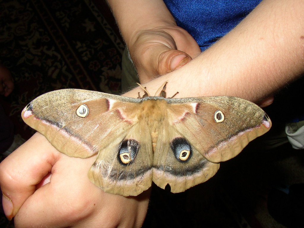 Large brown fuzzy moth | moth | ♥amae♥ | Flickr