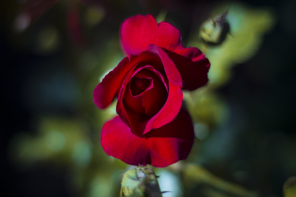 Crimson Rose Close-Up: Velvet Petals in a Sharp Center Against a Soft Green Backdrop