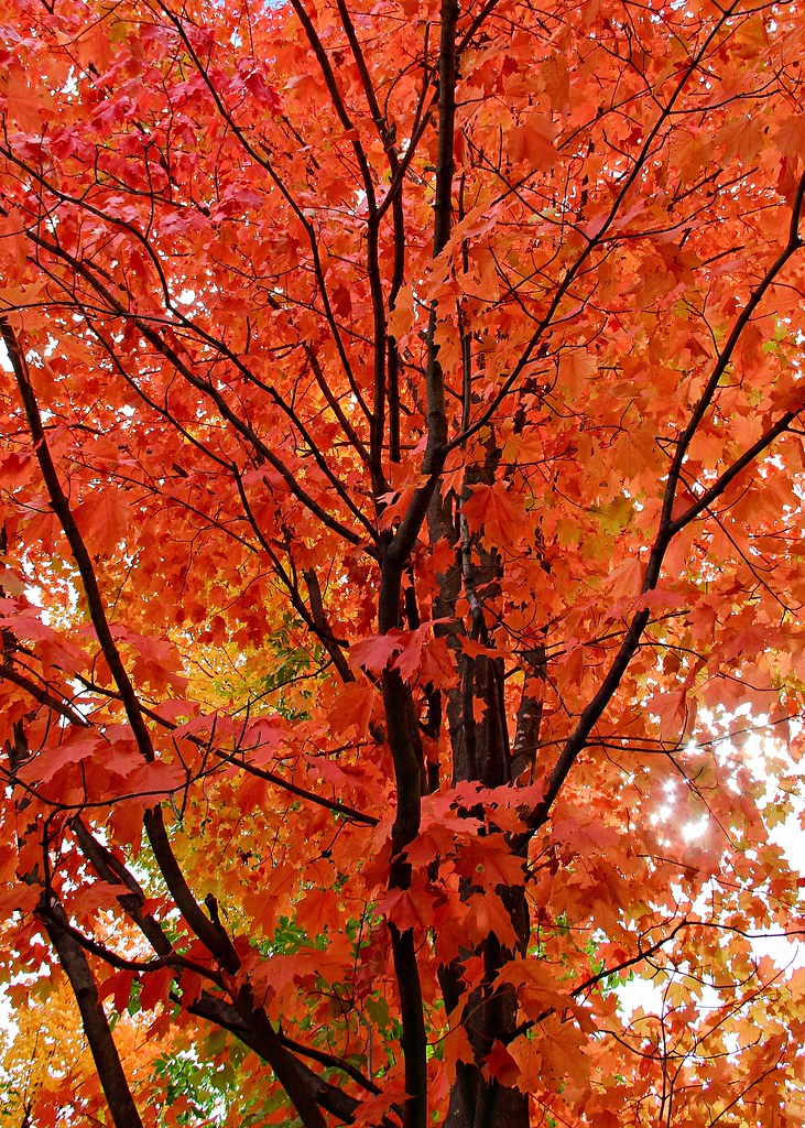 TBT October,2016 Looking forward to fall colours! | Processe… | Flickr