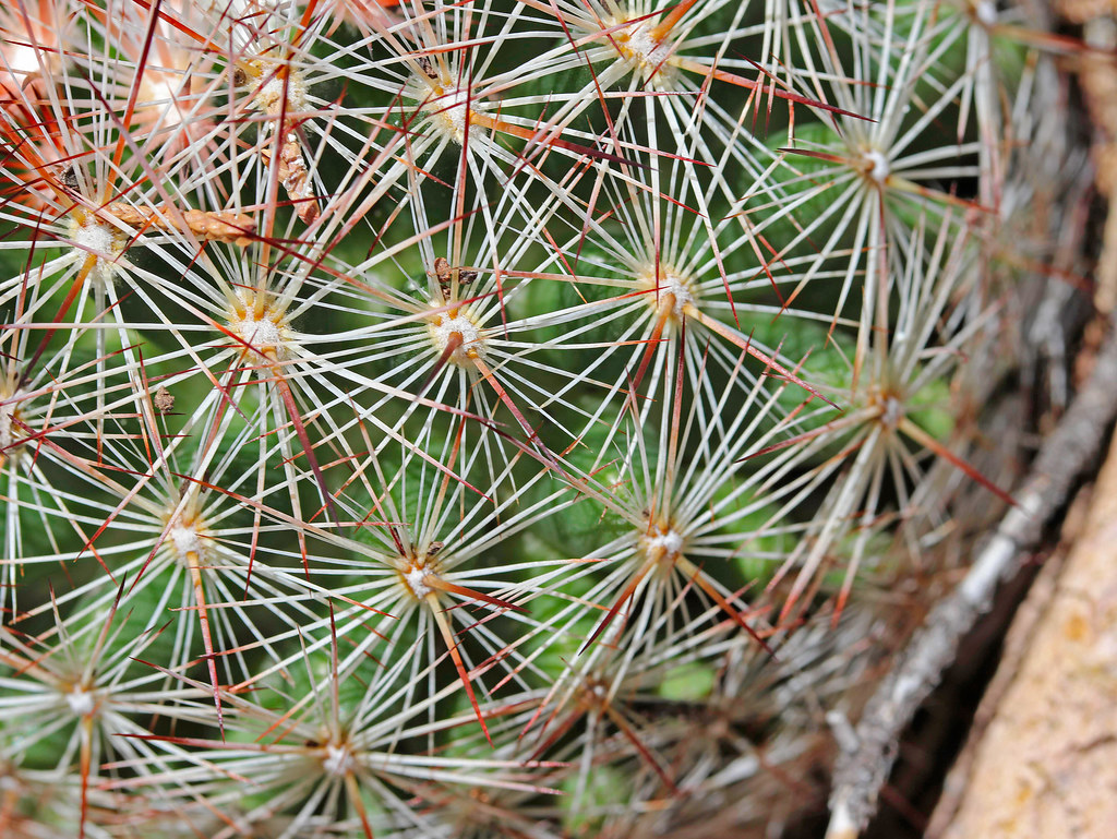 Macro detail of Coryphantha vivipara spines (Common Beehive Cactus) near Mogollon, Catron County, New Mexico