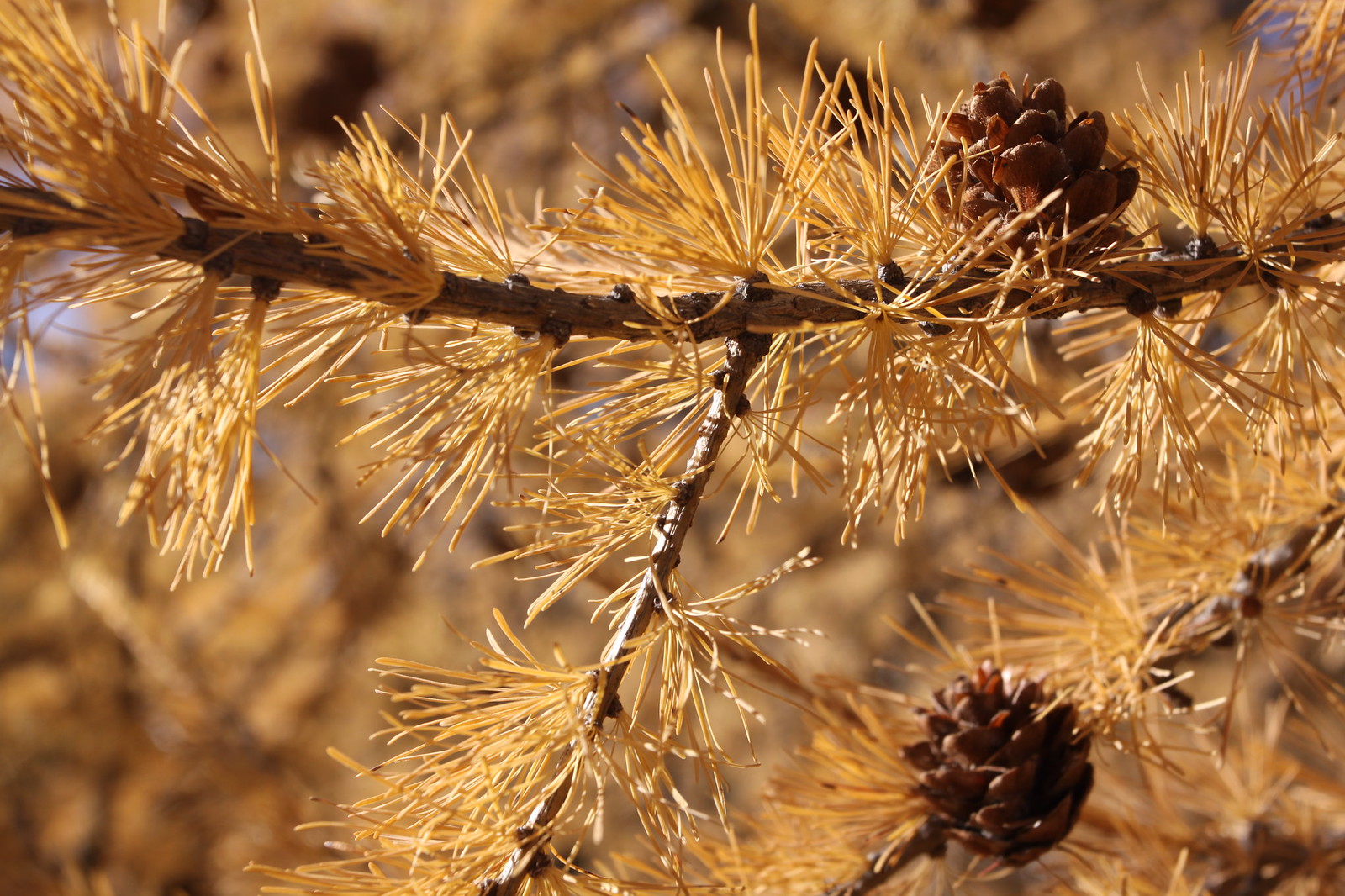 Needles of conifers and larches | Flickr