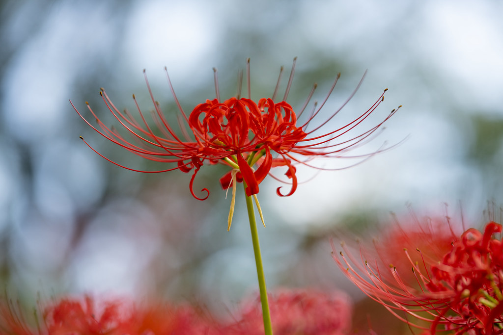 higanbana #1 in 2018 - a photo on Flickriver
