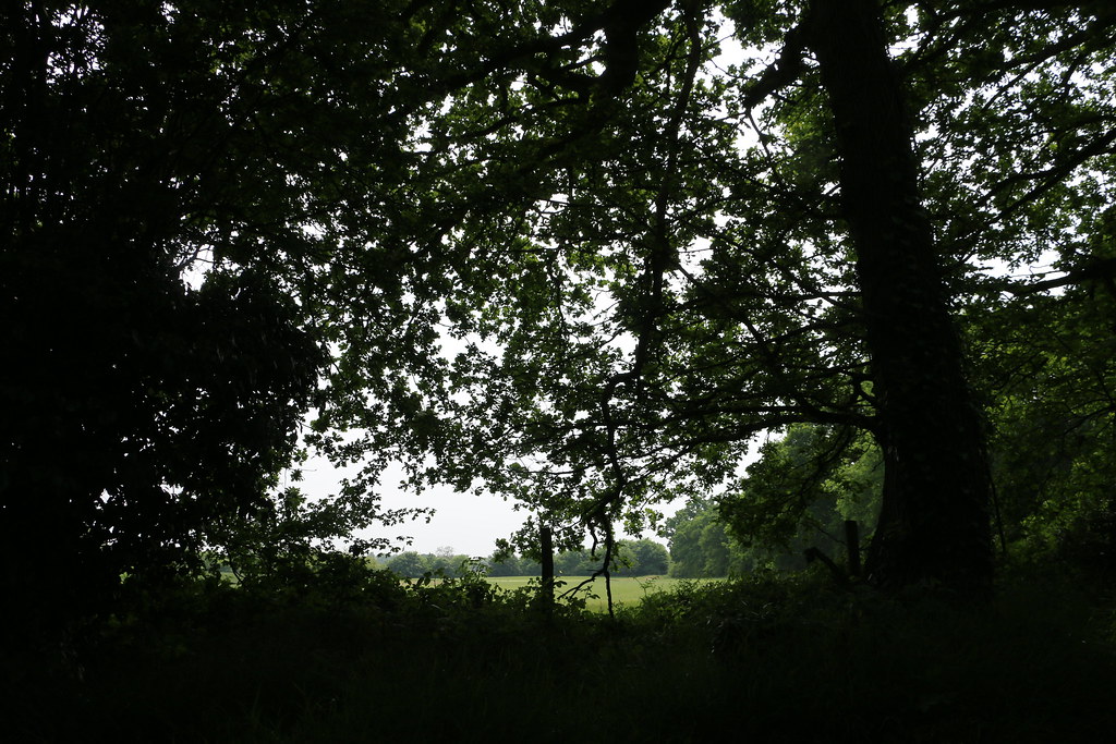 Tree-Framed Clearing: Dappled Light Reveals a Sunlit Meadow Beyond the Forest Edge