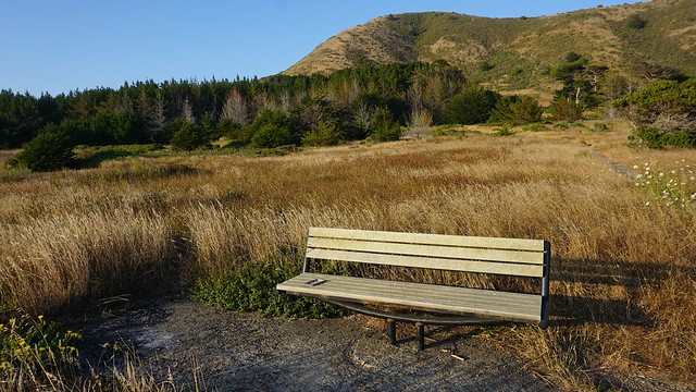 Wooden bench on a dirt patch in a sunlit golden meadow, with tall grasses, a pine forest, and a grassy hill under a clear blue sky.