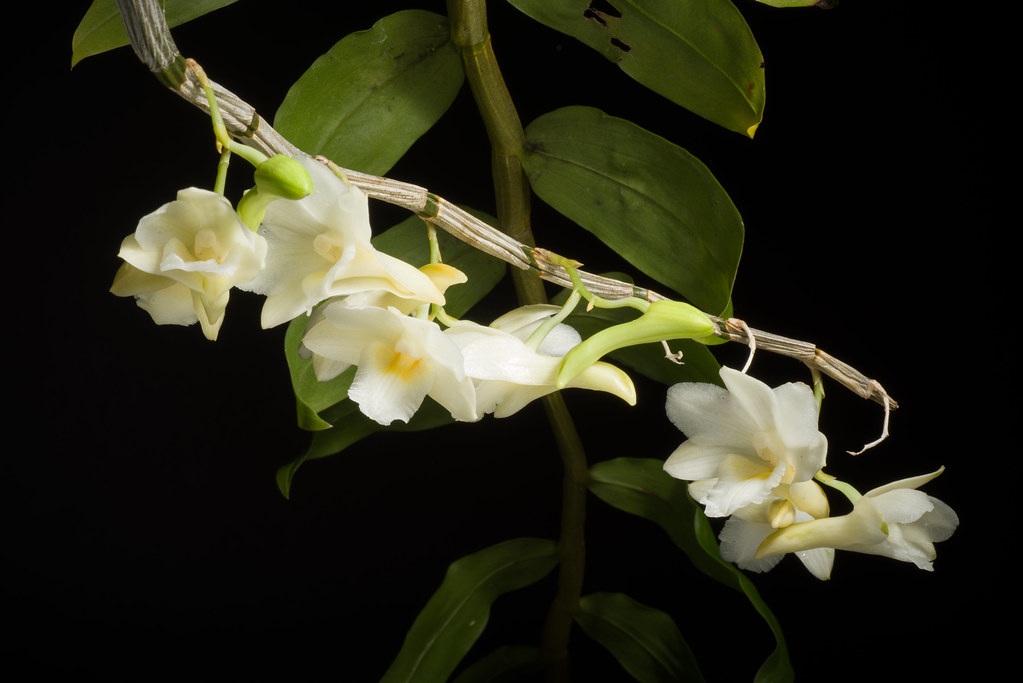 Dendrobium endertii J.J.Sm. from Kalimantan (Borneo) - white epiphytic orchid on a woody stem