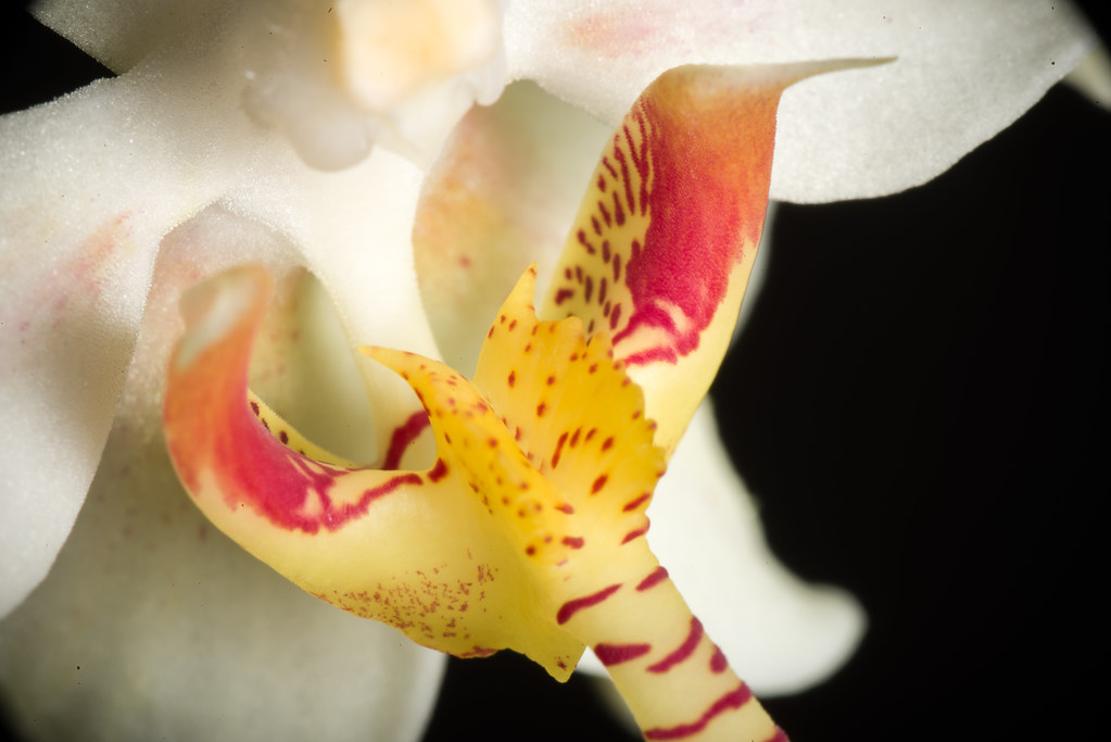 Paraphalaenopsis serpentilingua: macro close-up of a yellow labellum with red speckles in a white orchid blossom from Borneo