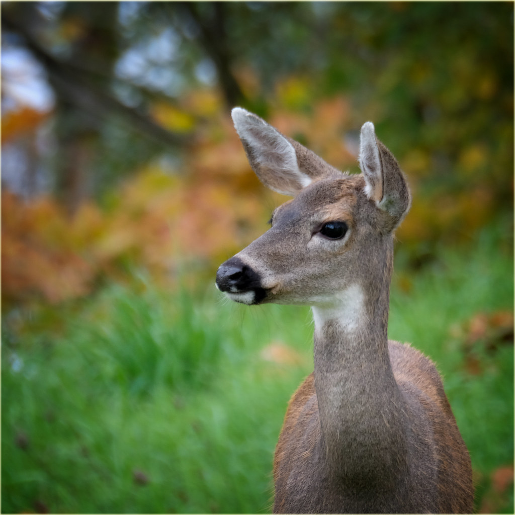 Autumn Morning Visitor: Close-Up Portrait of an Island Deer