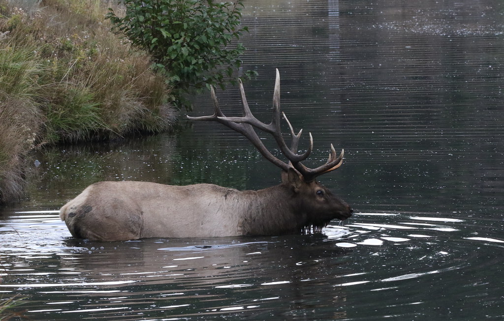 Big Bull Elk Swimming Across Bear Creek | Ray F. | Flickr