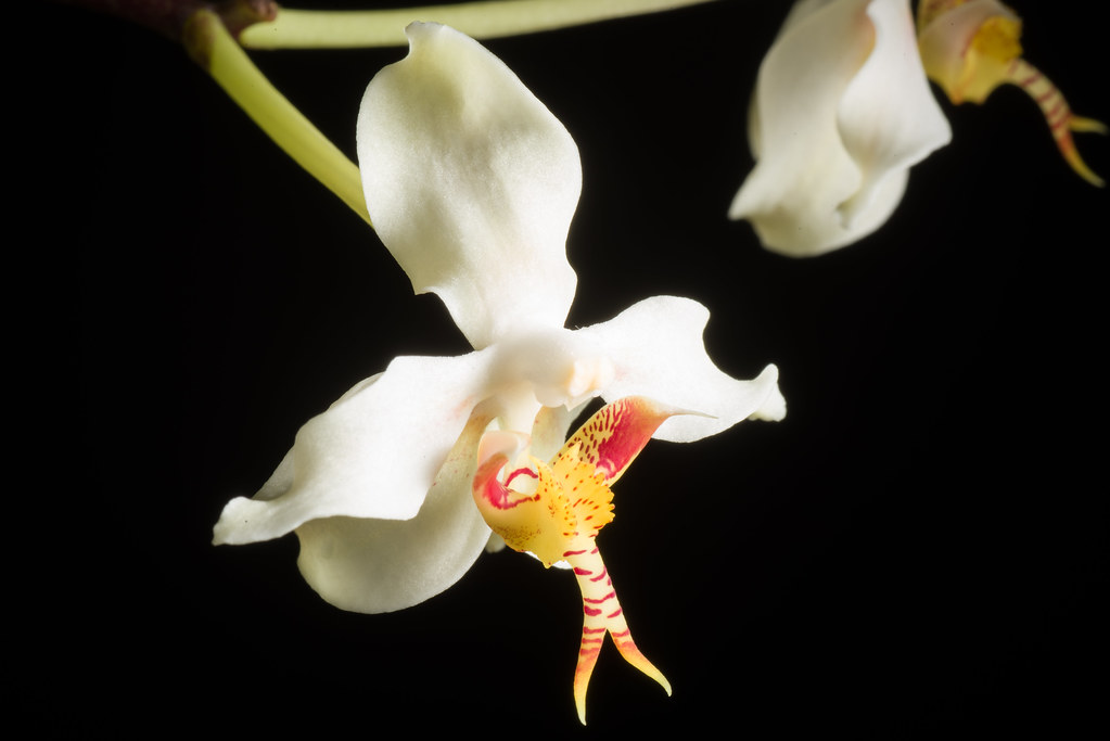Paraphalaenopsis serpentilingua, Borneo: macro portrait of a white orchid with a yellow, red-striped lip