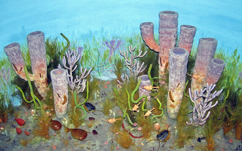 Diorama of the Burgess Shale Biota (Middle Cambrian) - spo… | Flickr