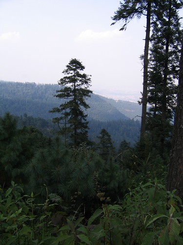 Oyamel (Abies religiosa) | Vista hacía el Ajusco | Flickr