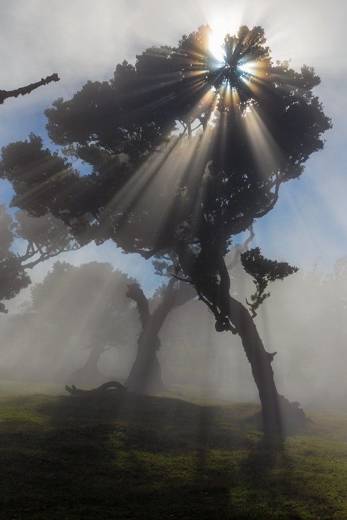 Sun & Mist & Silhouette
