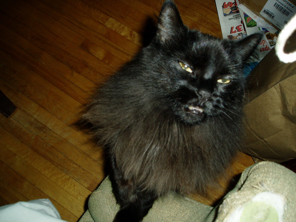 Stoned Cat