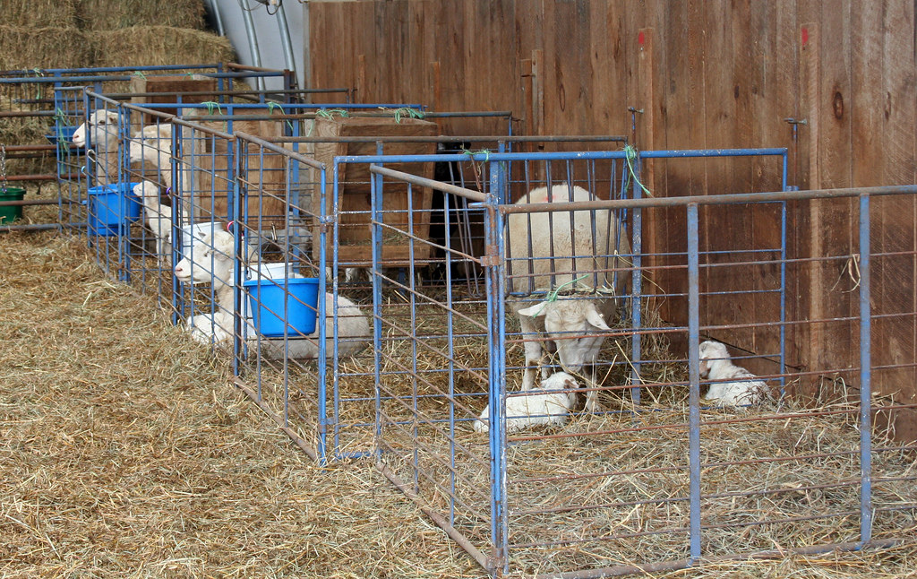 Lambing jugs | After the ewes lamb, they are put into a smal… | Flickr